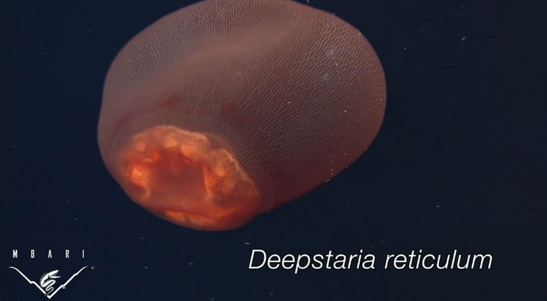 Massive sea monster spotted on deep-sea oil rig camera (VIDEO)